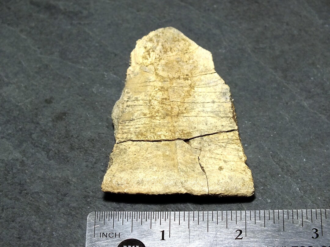 Authentic Fossil Turtle Shell Piece Found in Wyoming 50 Million Years ...
