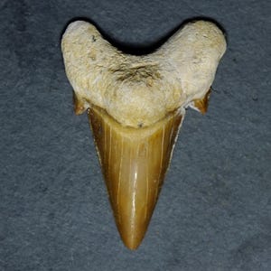 1.75 Inch Fossil Shark Tooth Morocco, Authentic Ancient Otudus Fossil ...