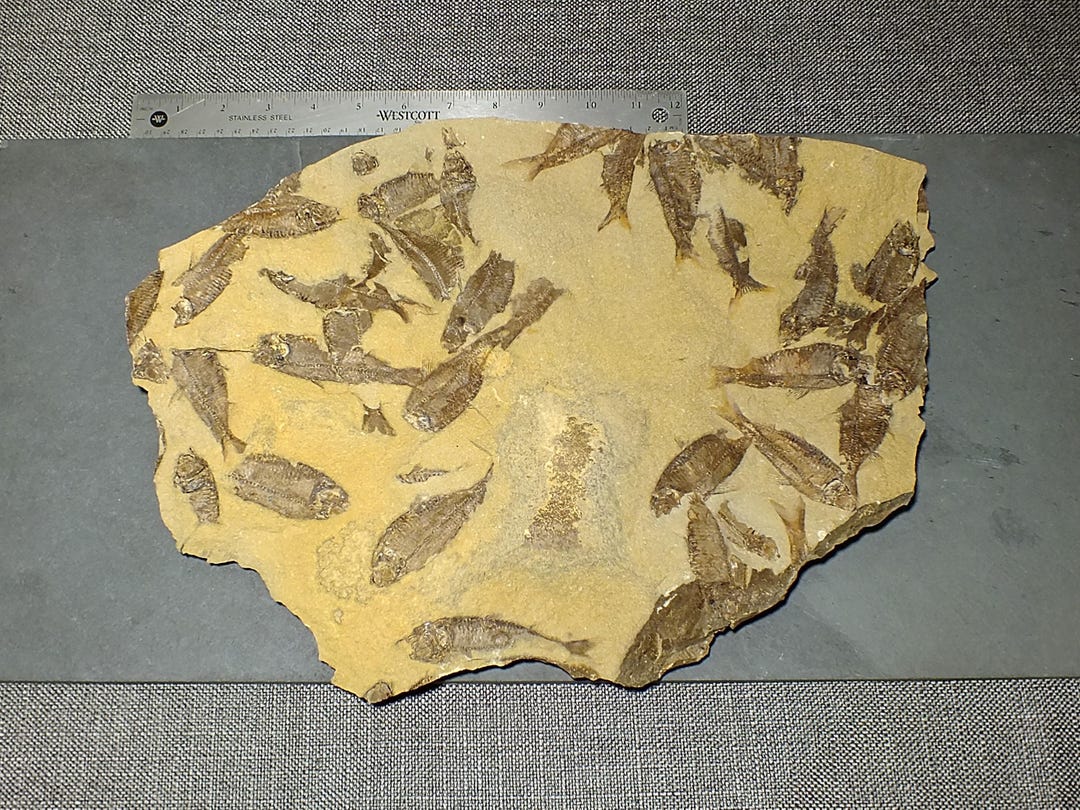 Large Rare Fossil Knightia Fish Mass Mortality Plate Green River ...