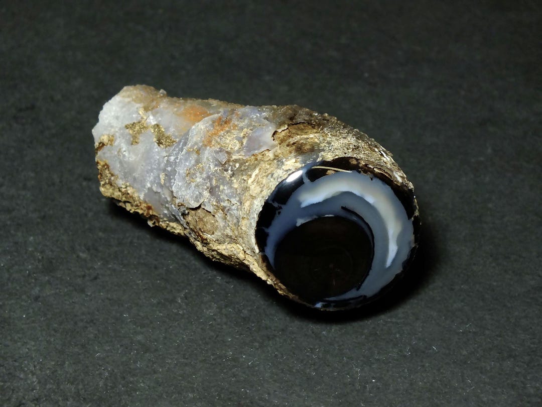 Polished Agatized Petrified Wood 50 Million Year Old Blue Forest Unique ...