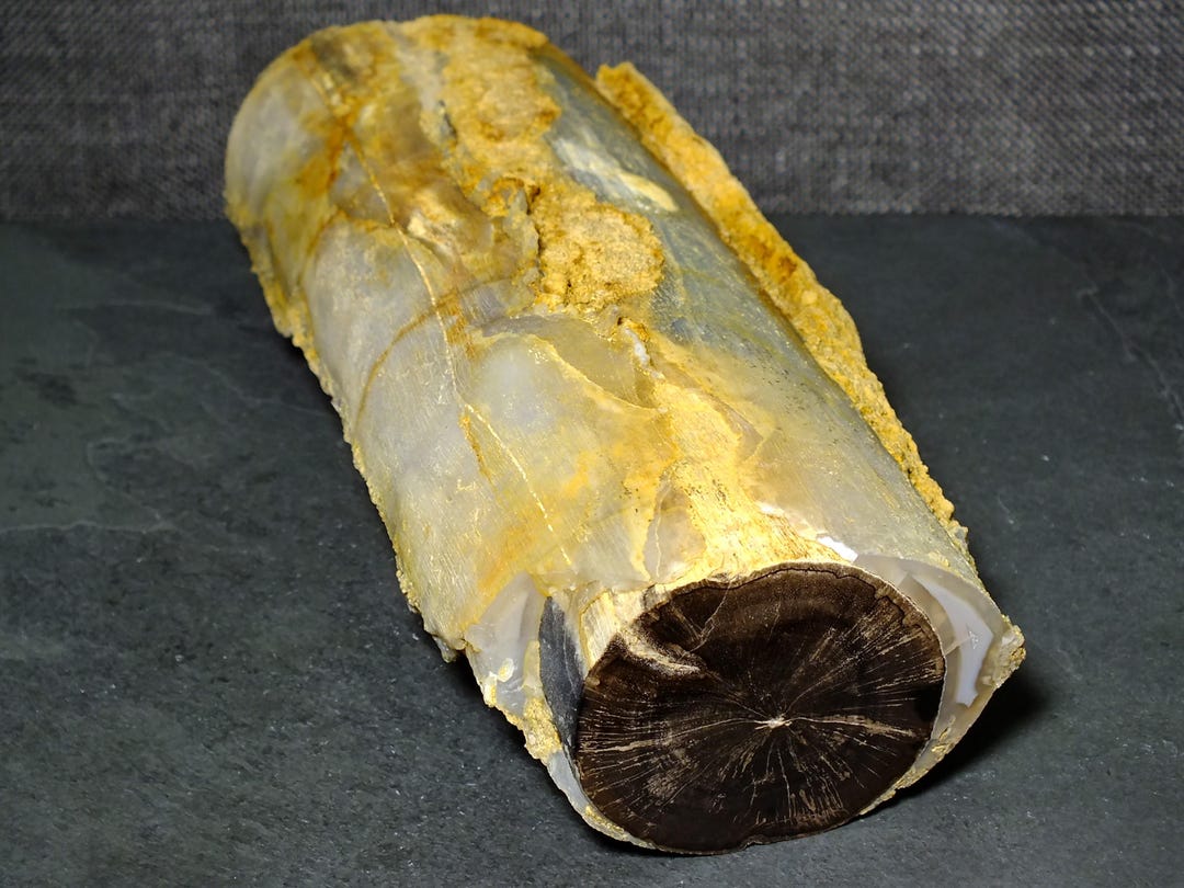 4 Lb 10 Oz Museum Quality Blue Forest Agatized Petrified Wood, Unique ...