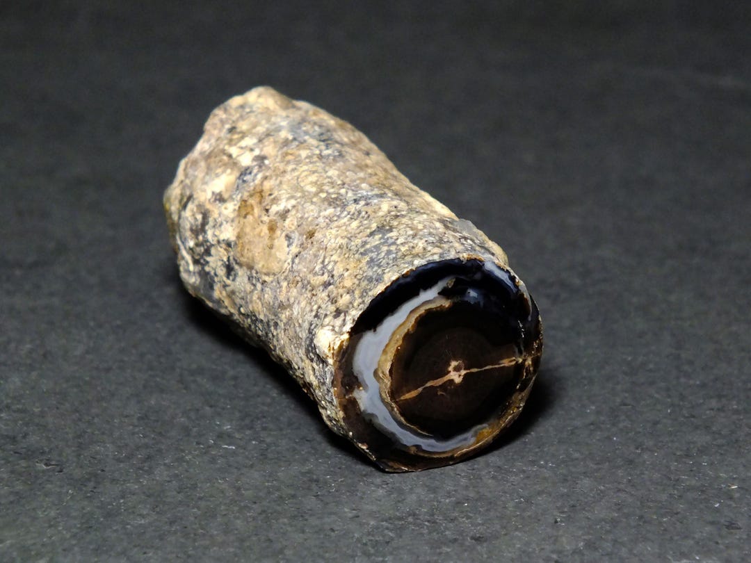 Blue Forest Agatized Petrified Limb, Unique Polished Agate Fossil Wood ...