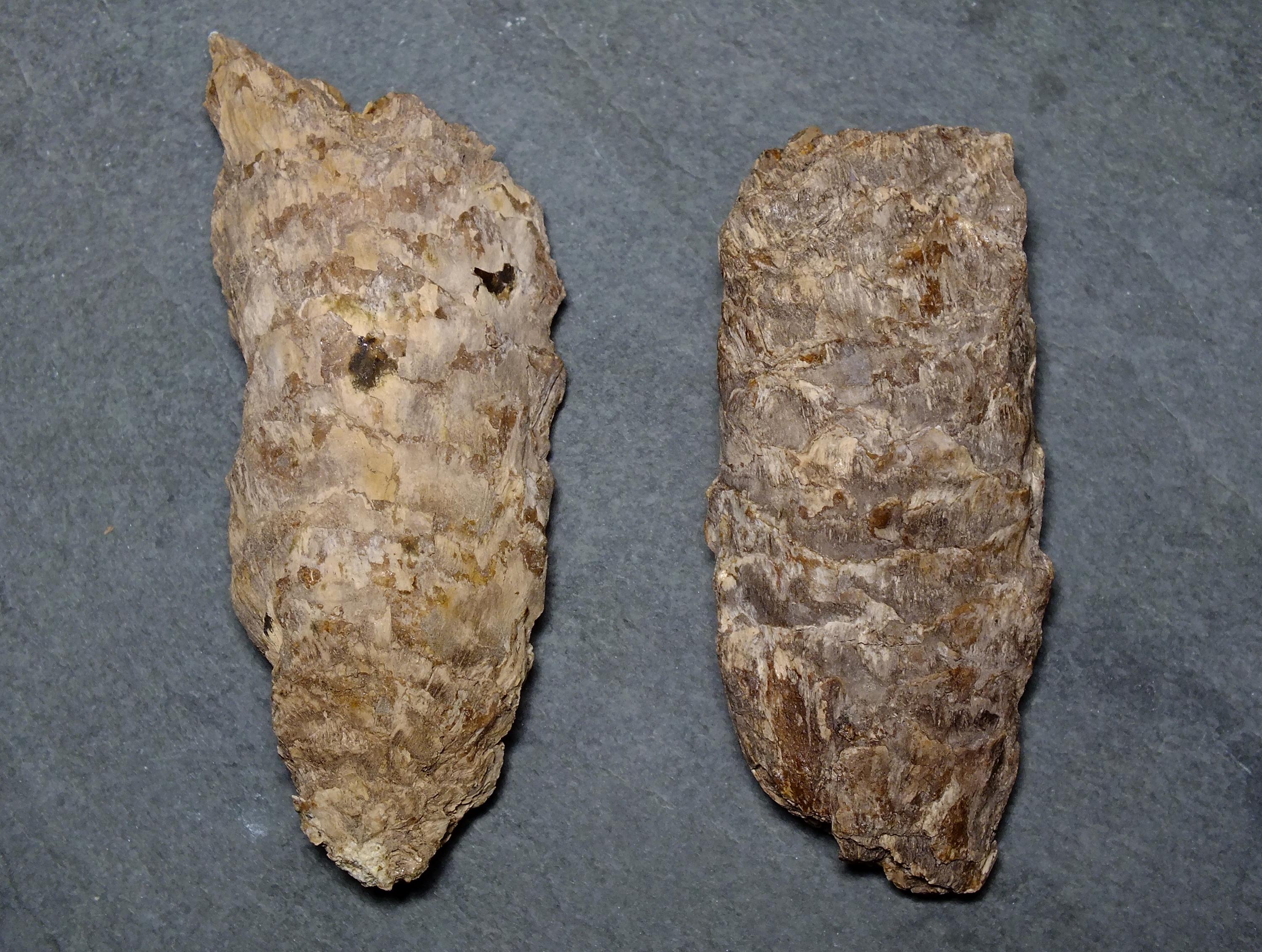 Rare 14 Million Year Old Fossilized Spruce Conifer Cones, Virgin Valley ...