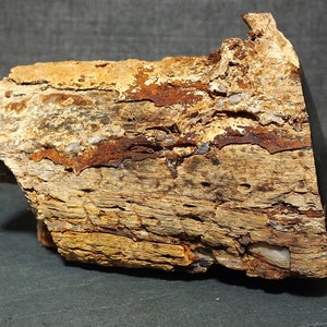 2lbs 15oz Agatized Petrified Wood With Bug Holes, Polished Face and ...