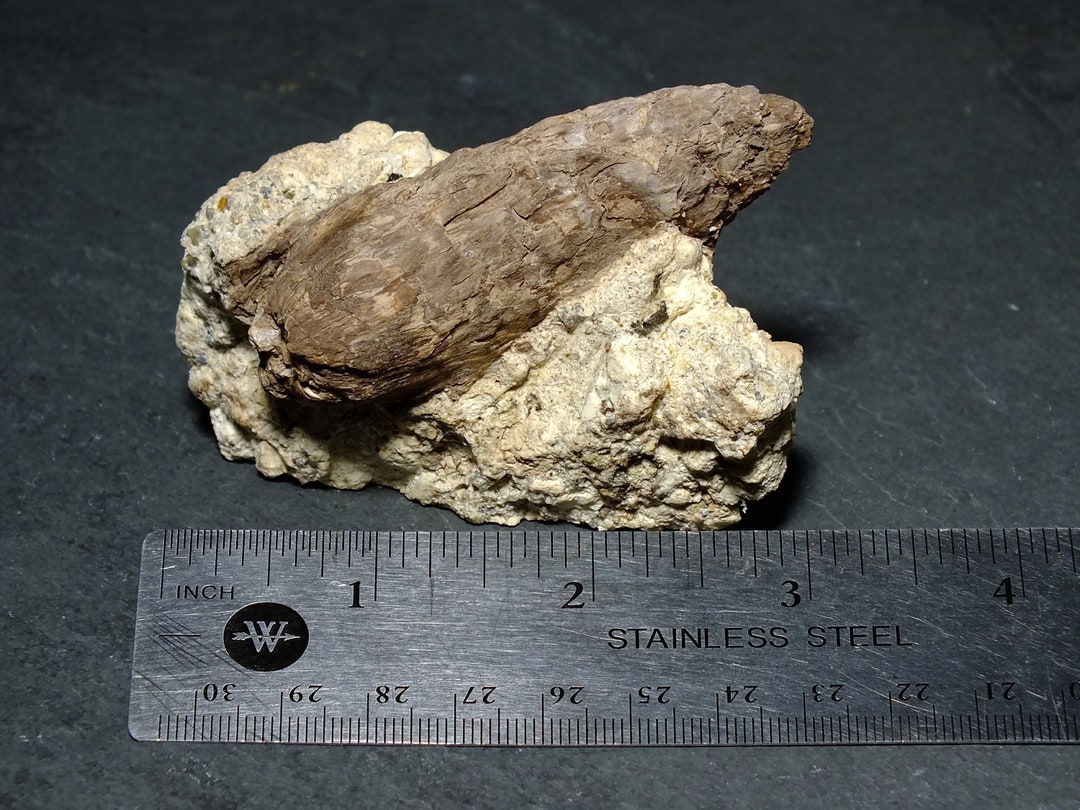 Unique Fossilized Spruce Conifer Cone, Rare 14 Million Year Old Virgin ...