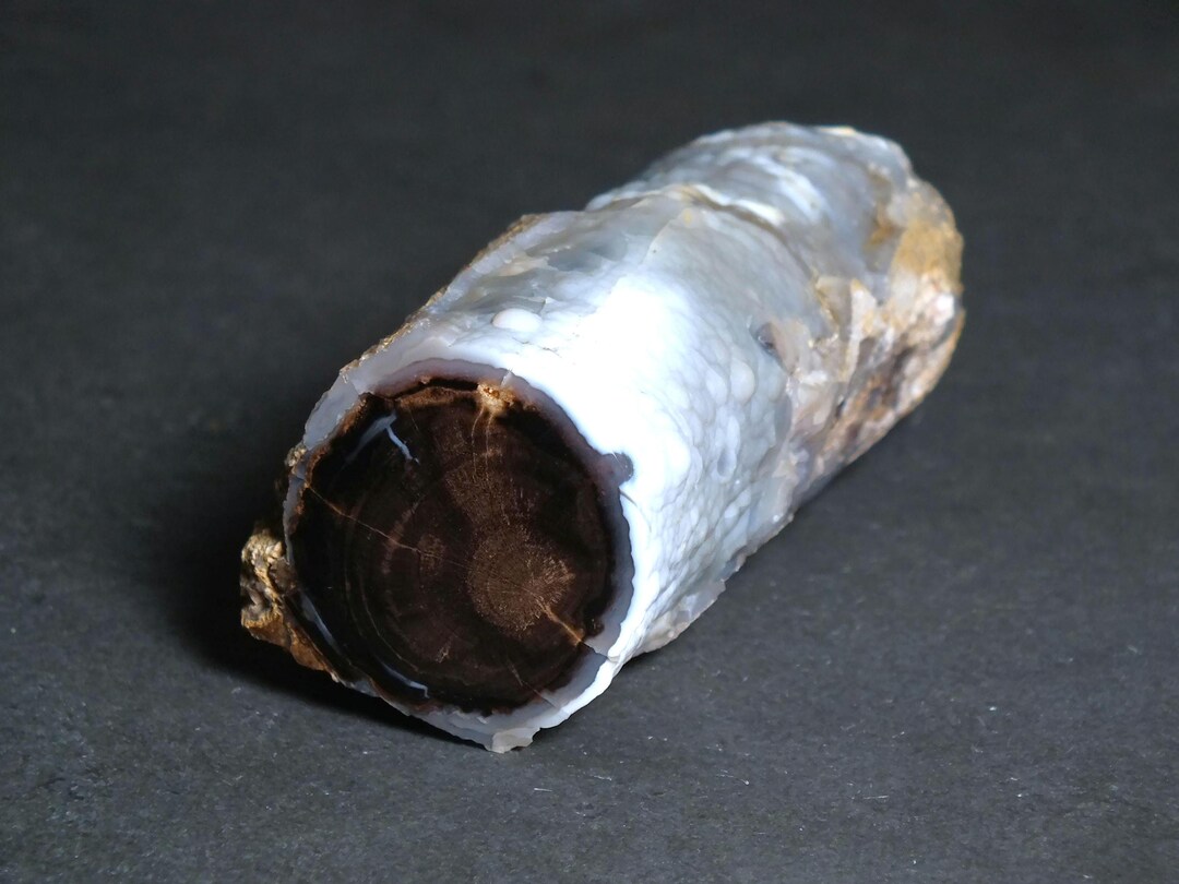 Blue and White Botryoidal Blue Forest Agatized Petrified Wood, Unique ...