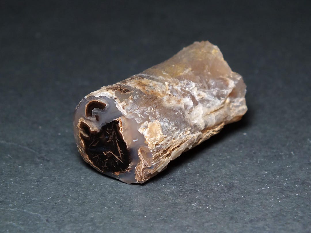 Blue Forest Agatized Petrified Limb, Polished Agate Plant Fossil Wood ...