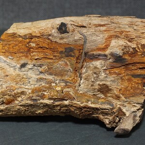2lbs 15oz Agatized Petrified Wood With Bug Holes, Polished Face and ...