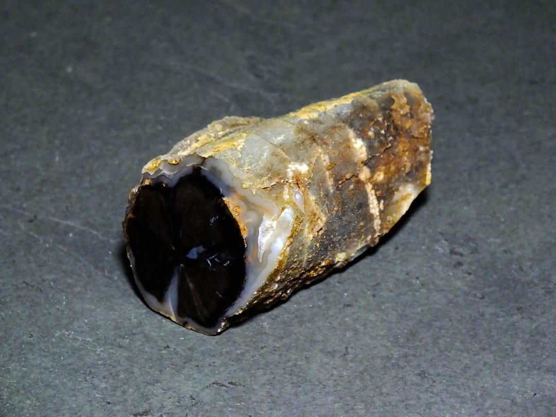 Petrified Limb With Agatized Bark, Ancient Blue Forest Fossil Wood ...