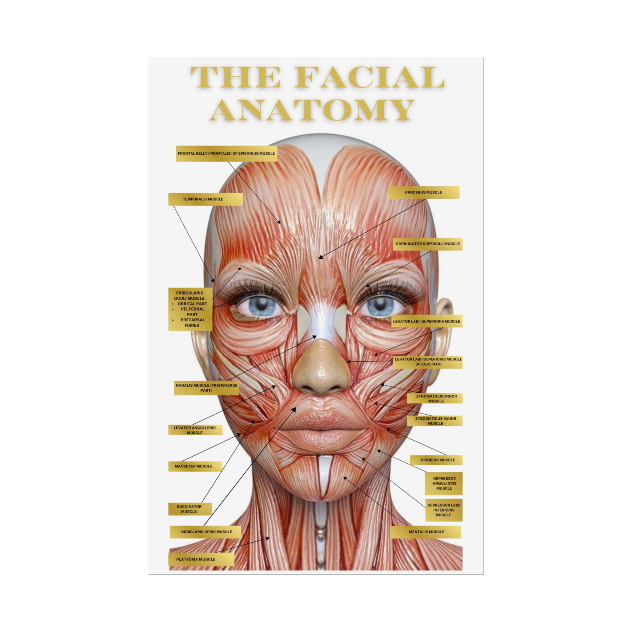 Facial Anatomy Wall Art Aesthetics Poster Salon Decor Nurse ...