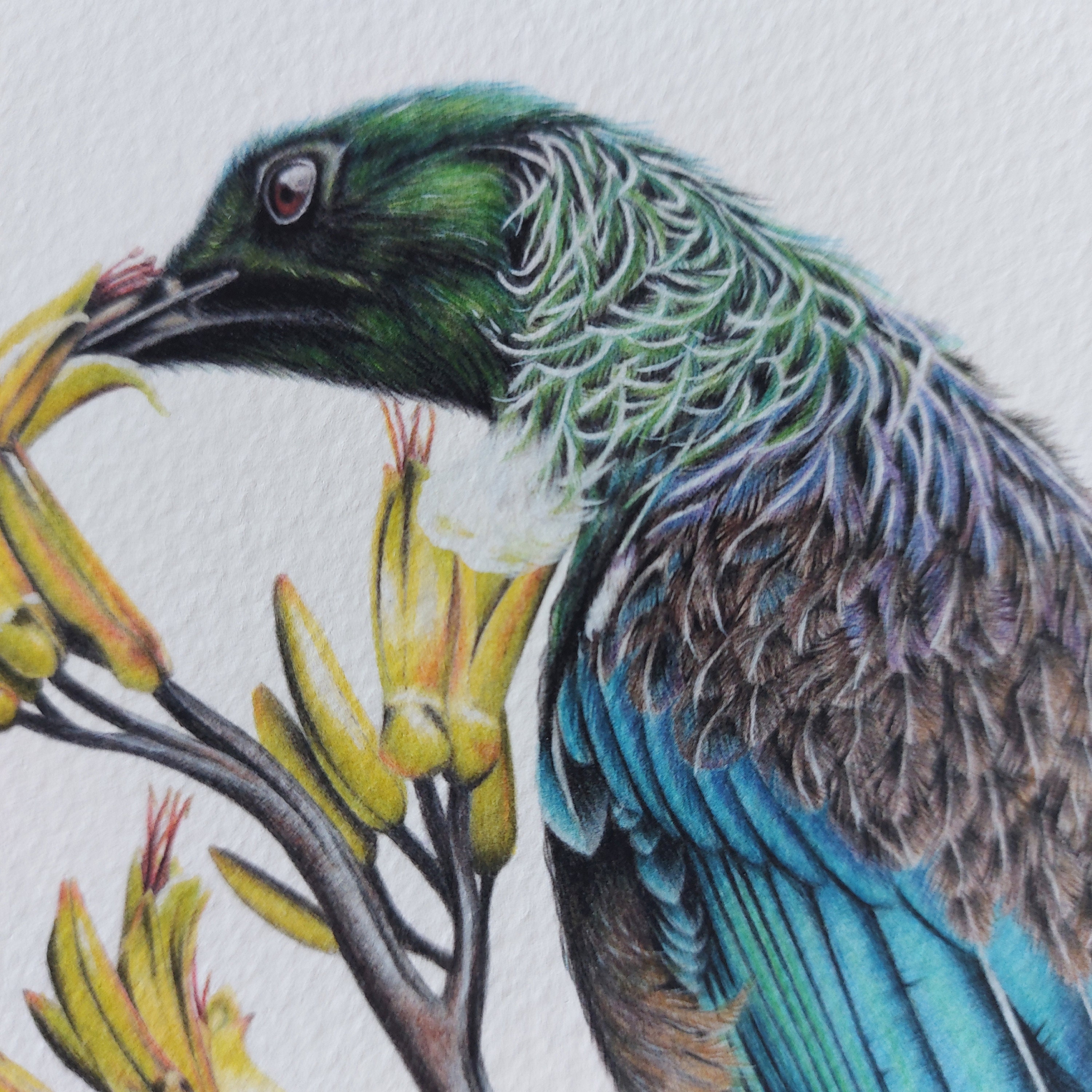 New Zealand Tui on Flax - NZ Art Print - Etsy