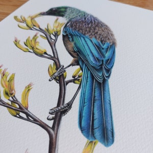 New Zealand Tui on Flax - NZ Art Print - Etsy