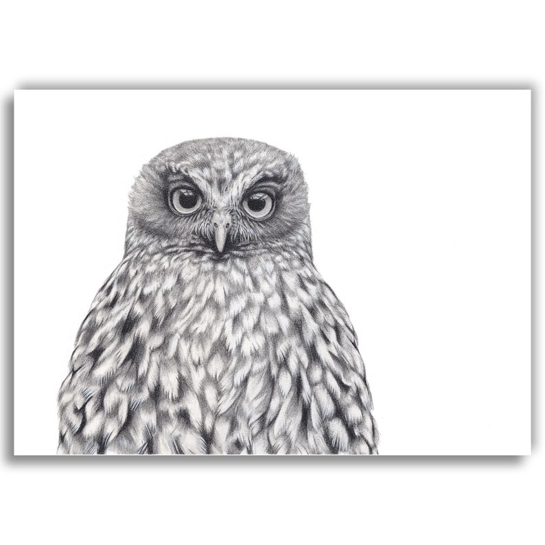 New Zealand Morepork Ruru Owl - NZ Art Print - Etsy