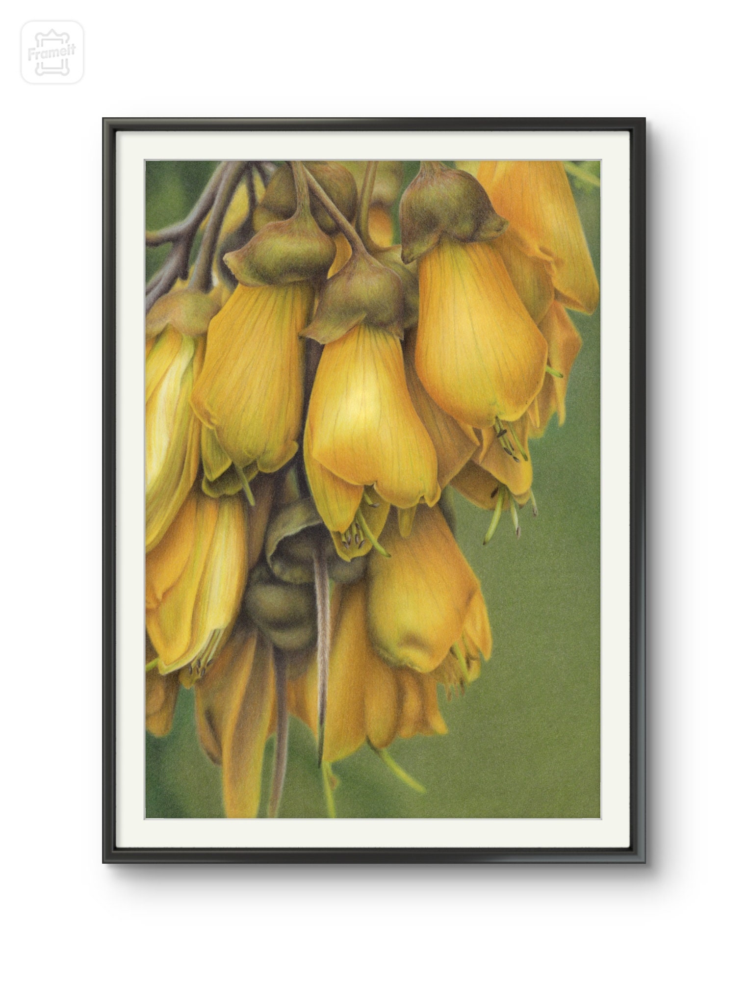 New Zealand Kowhai Flowers - Art Print - Etsy