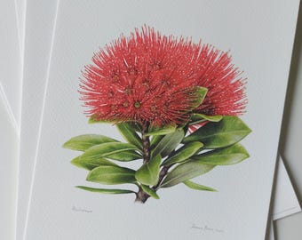 Pohutukawa Flowers, Fine Art Print, New Zealand Design - Etsy New Zealand