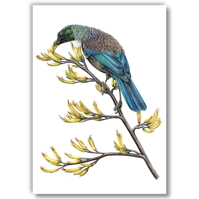 New Zealand Tui on Flax - NZ Art Print - Etsy