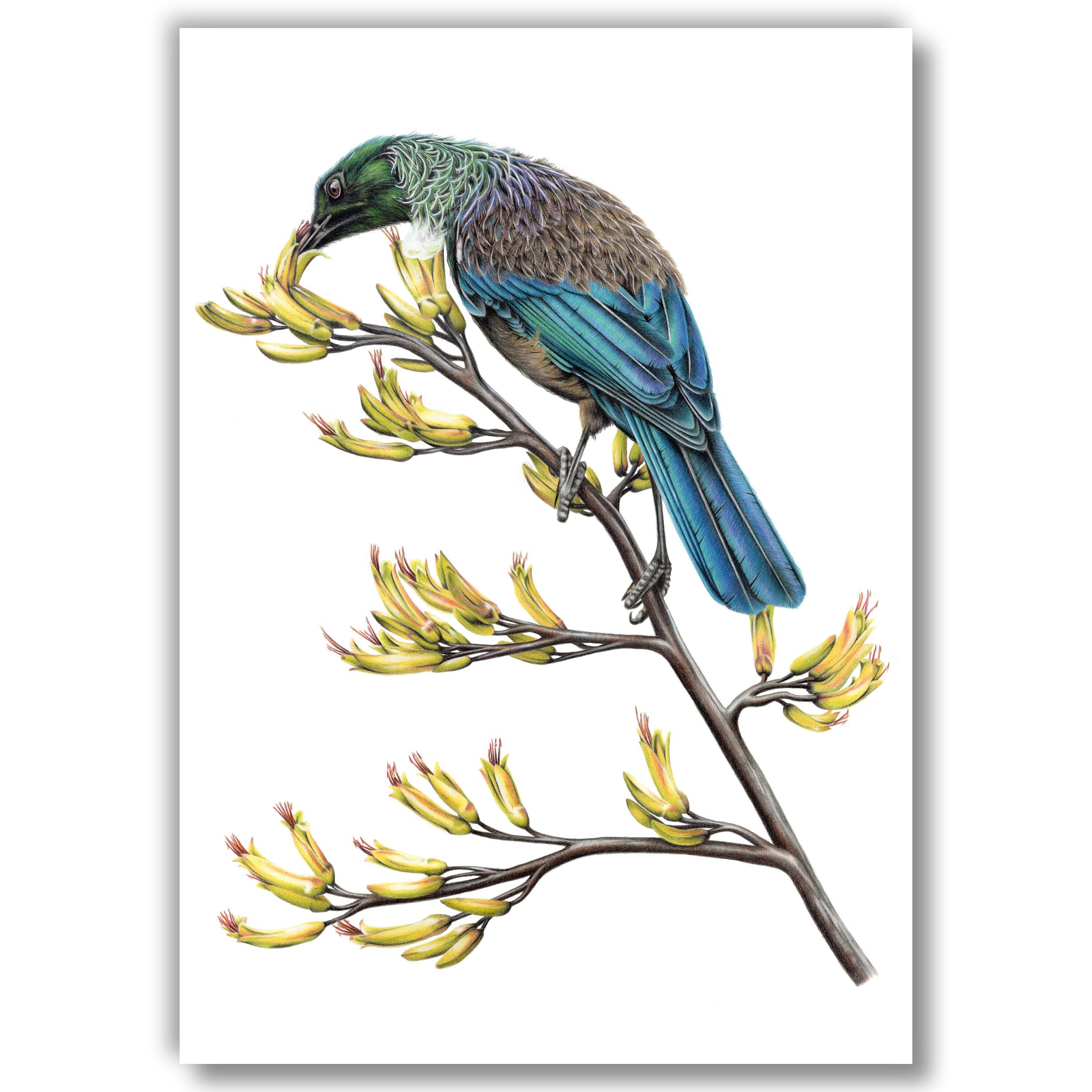 New Zealand Tui on Flax - NZ Art Print - Etsy