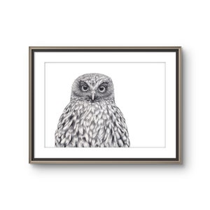 New Zealand Morepork Ruru Owl - NZ Art Print - Etsy
