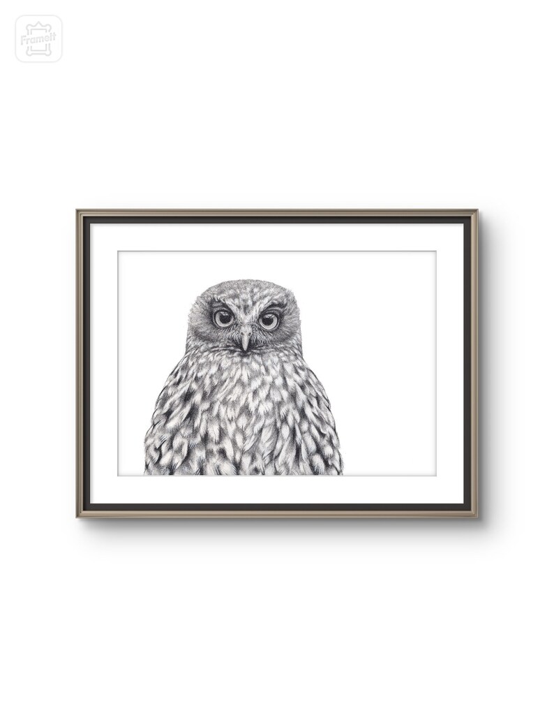 New Zealand Morepork Ruru Owl - NZ Art Print - Etsy