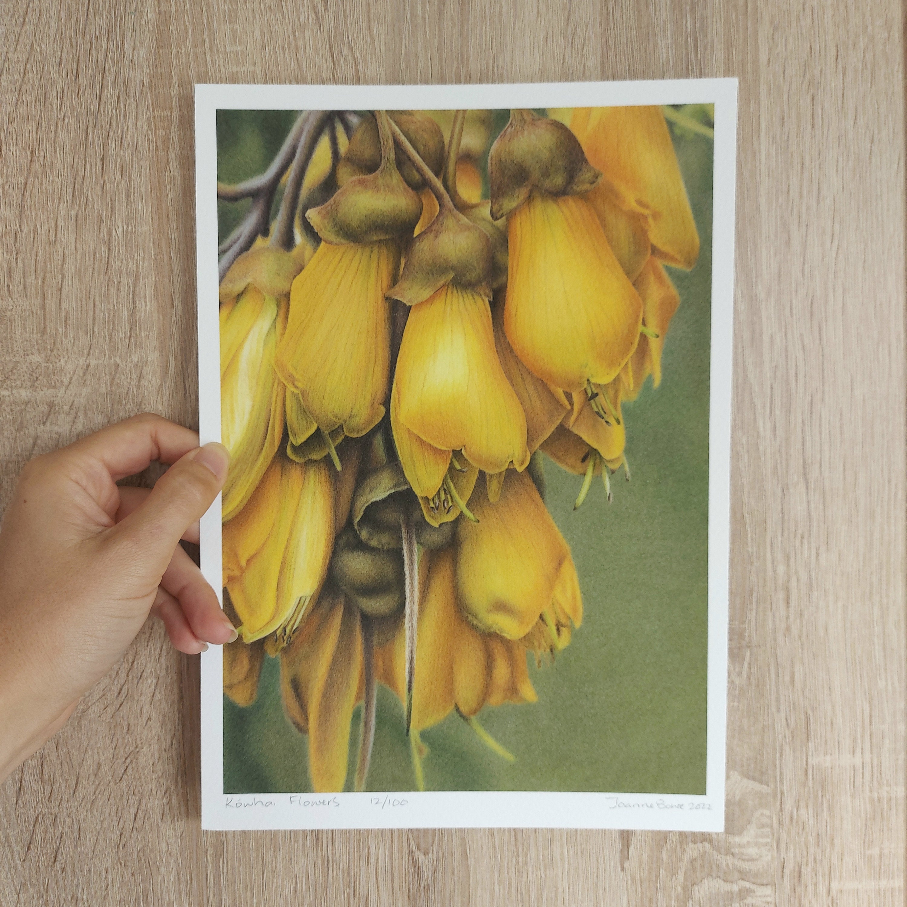 New Zealand Kowhai Flowers - Art Print - Etsy