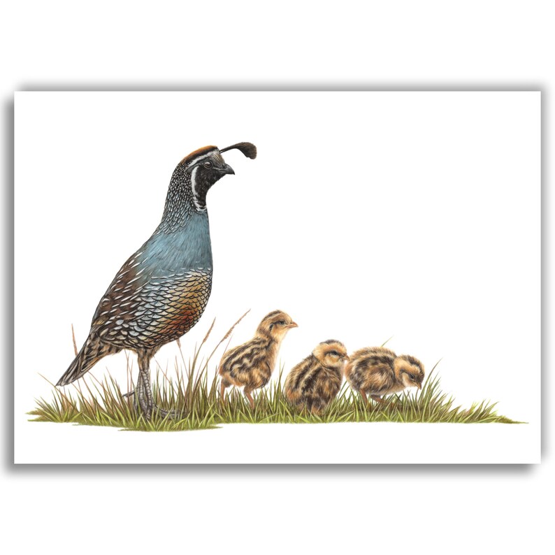 Quail's Life, California Quail - NZ Art Print - Etsy