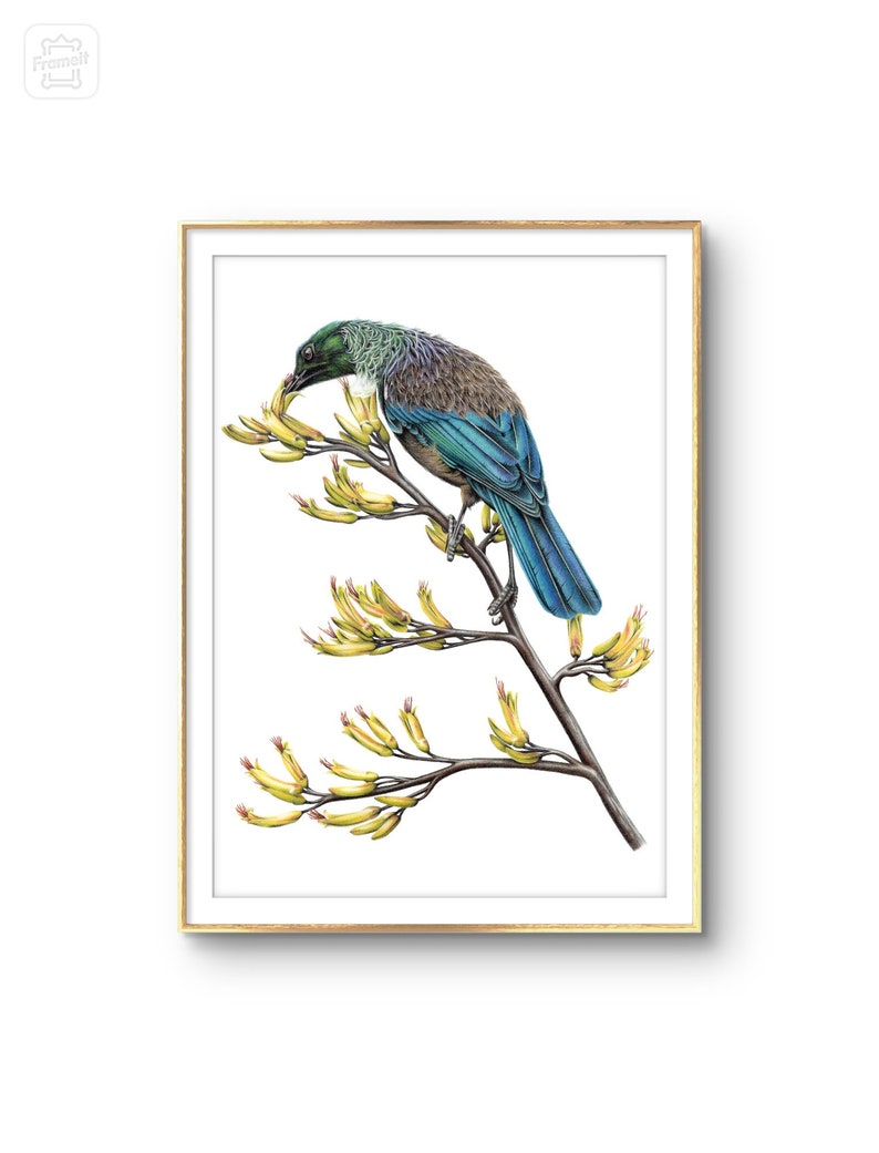 New Zealand Tui on Flax - NZ Art Print - Etsy