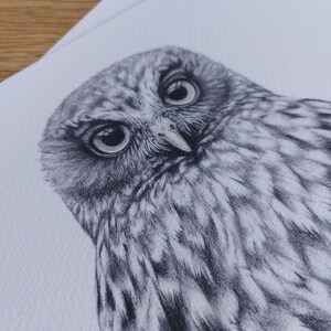New Zealand Morepork Ruru Owl - NZ Art Print - Etsy