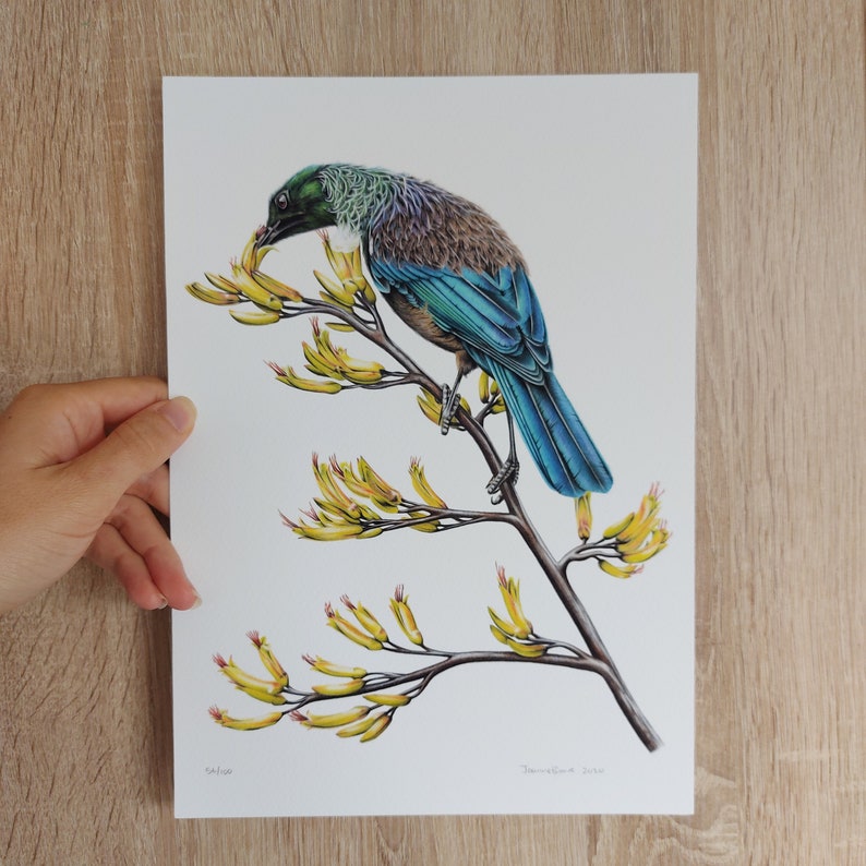 New Zealand Tui on Flax - NZ Art Print - Etsy