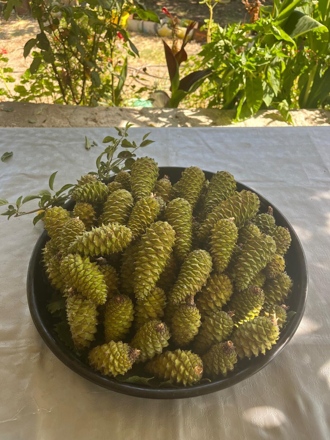 Natural-organic Pine Cone Syrup /pine Cones Collected From the ...