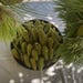 Natural-organic Pine Cone Syrup /pine Cones Collected From the ...
