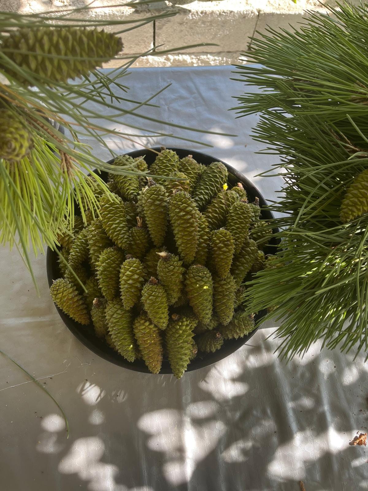 Natural-organic Pine Cone Syrup /pine Cones Collected From the ...