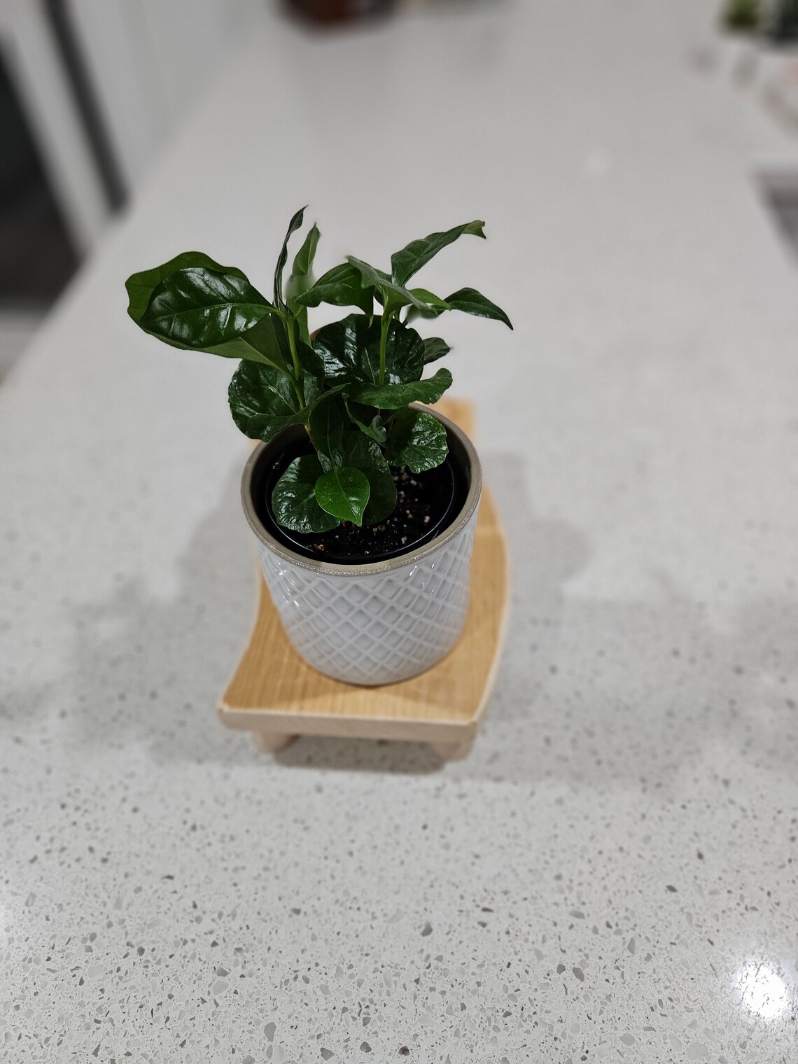 Wavy Plant Stand Wood Plant Riser Wavy Tray for Plant Pot Holder Dining ...