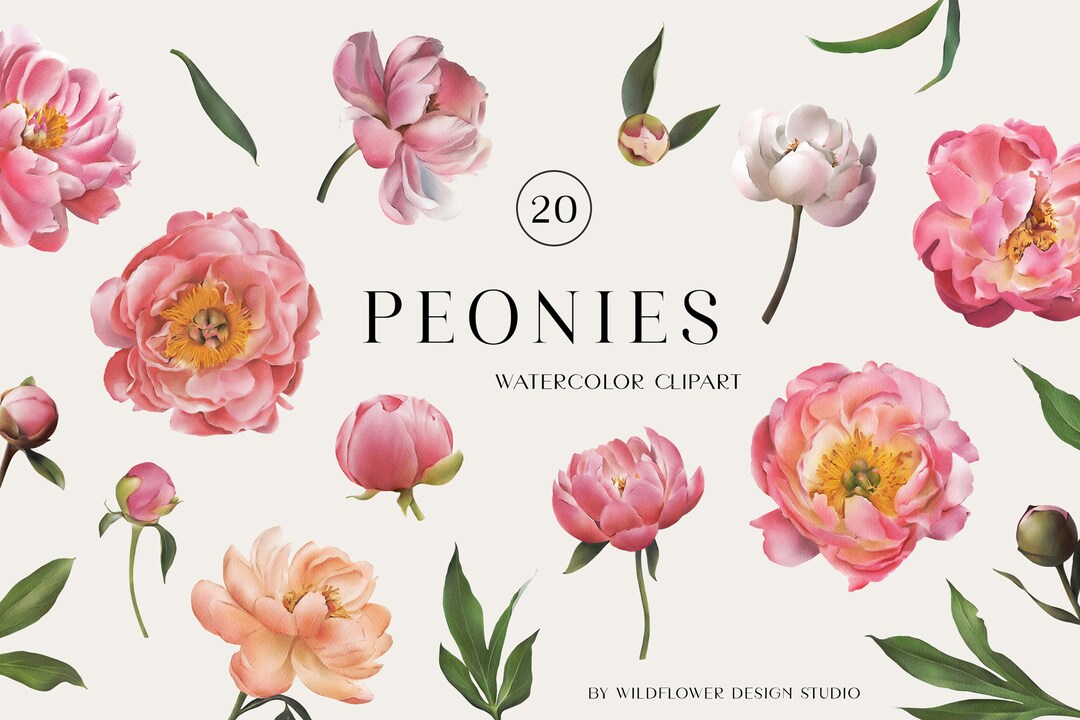 Watercolor Peonies Clipart Png Set Pink Flowers Clip Art Floral ...