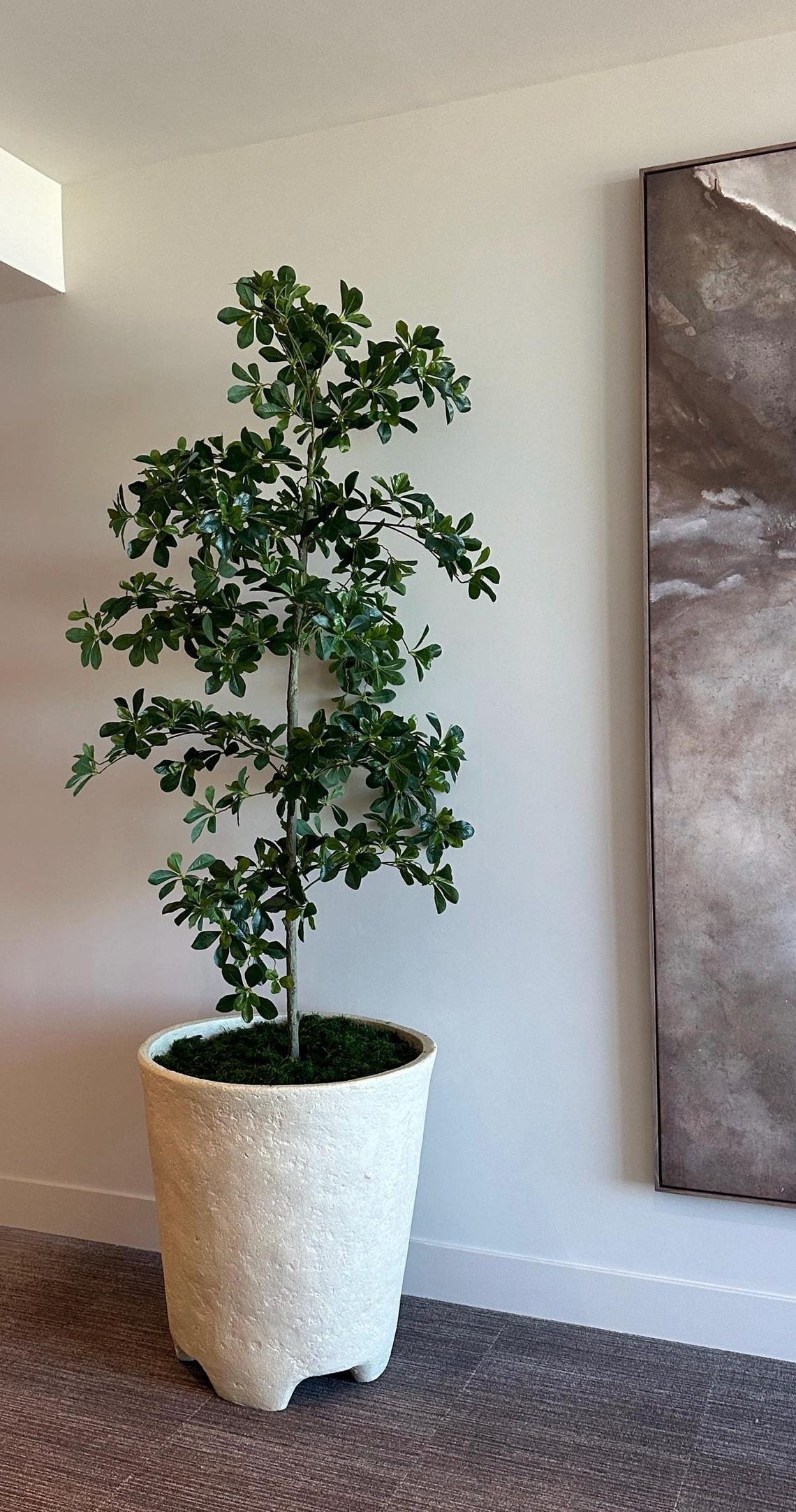 Artificial Shady Lady Tree (black Olive) - Etsy
