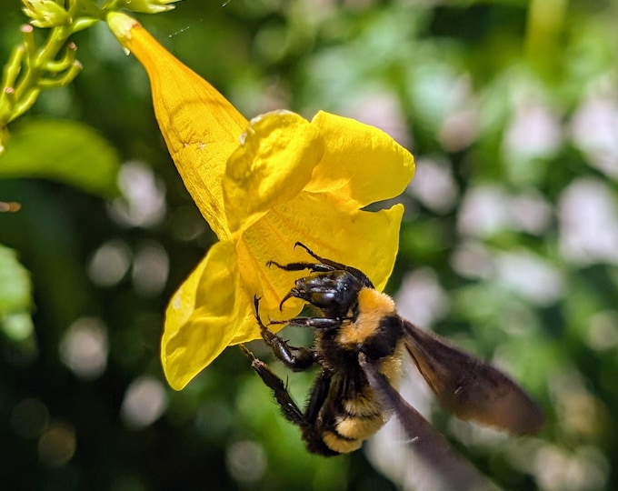 Tecoma X Orange Jubilee 'tecoma Alata' Seeds Flaming Bells, Orange ...