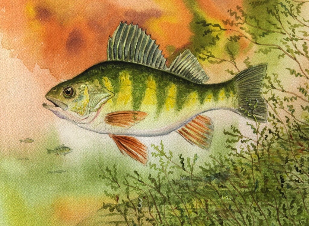 Yellow Perch Fish Vegetation Watercolor Painting 11"x14" Art Print ...