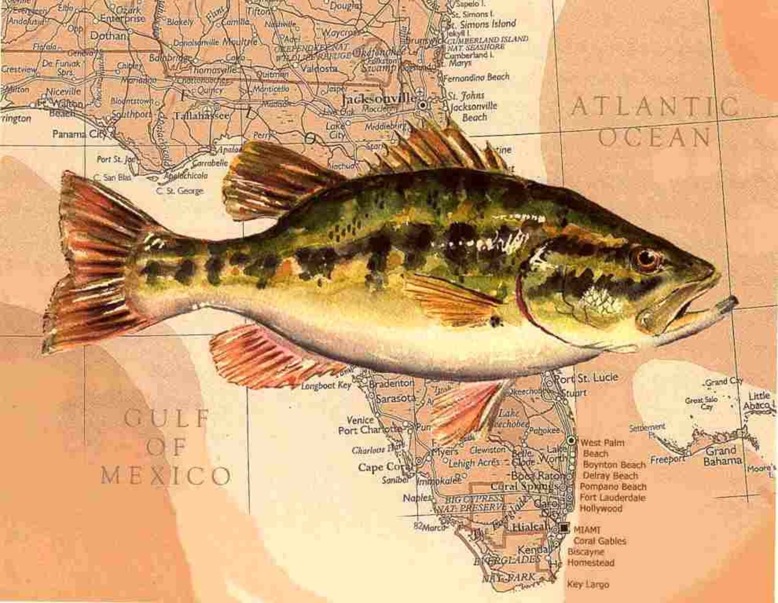 Florida State Freshwater Fish Largemouth Bass Watercolor on | Etsy