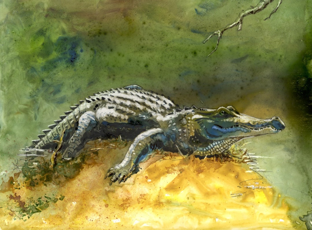American Alligator Watercolor Art Print in Two Sizes From Barry Singer ...