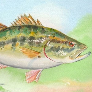 ORIGINAL Large Mouth Bass Fish Watercolor Painting Fisherman Gift Lake ...