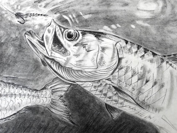 TARPON pencil drawing art print 8.5 X 11 Great fly Fisherman - Etsy España