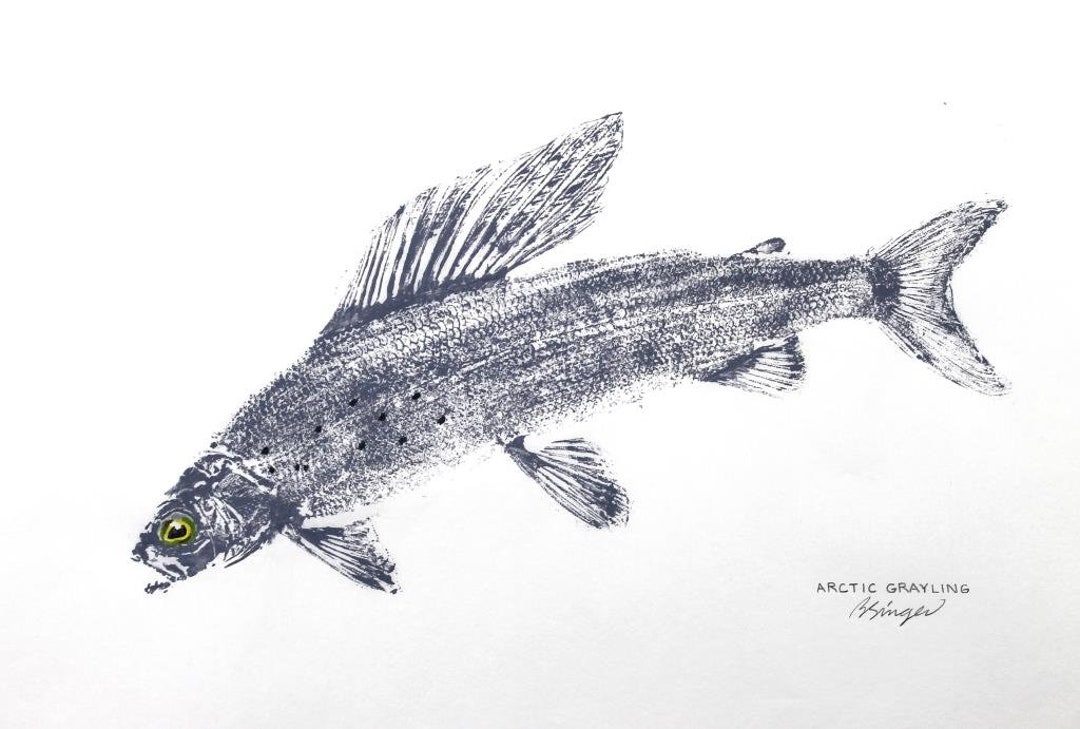 GYOTAKU Fish Rubbing Arctic Grayling 8.5 X 11 Quality Fly Fishing Art ...