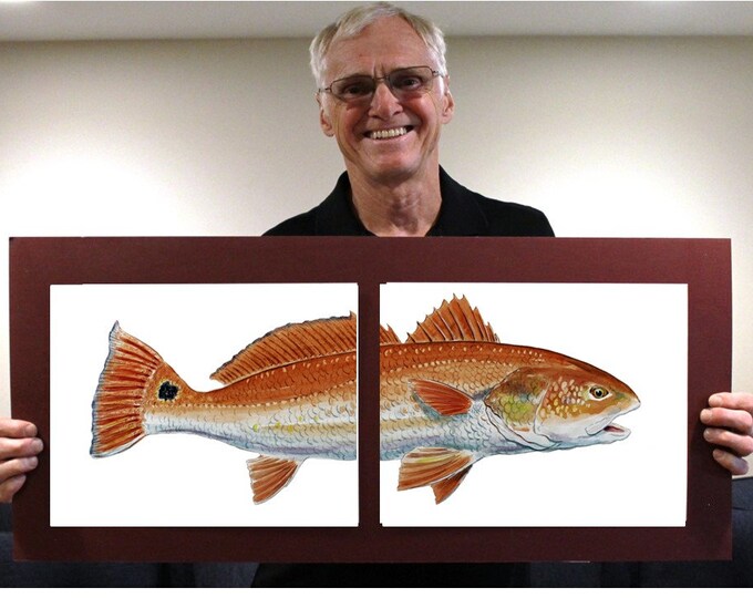 Large Size Redfish Red Drum Head and Tail Two 11X14 Prints From a ...