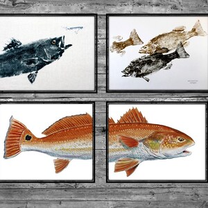 Large Size Redfish Red Drum Head and Tail Two 11X14 Prints From a ...