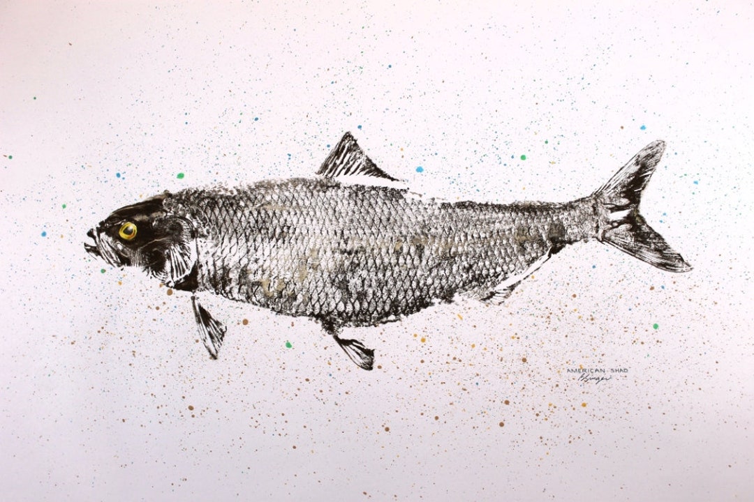 GYOTAKU Fish Rubbing American Shad 8.5 X 11 or 11 X 14 Quality Art ...