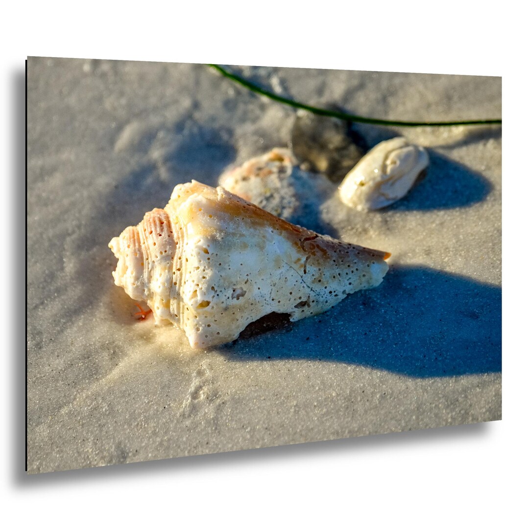 Seashell on Beach, Fine Art Photo: Landscape Print/canvas/acrylic/metal ...