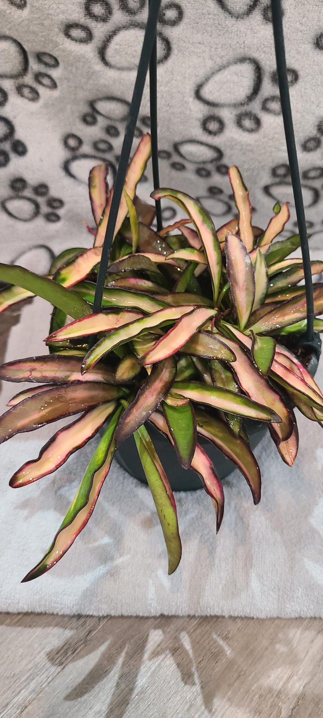Hoya Wayetti Tricolor Basket - Etsy