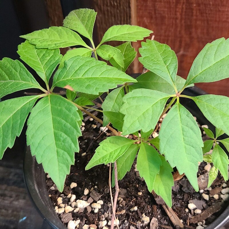 Virginia Creeper - Etsy