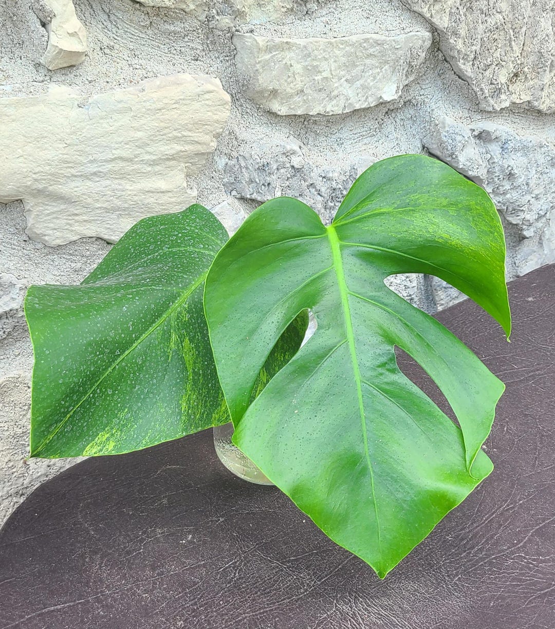 Monstera Aurea (exact Plant) - Etsy