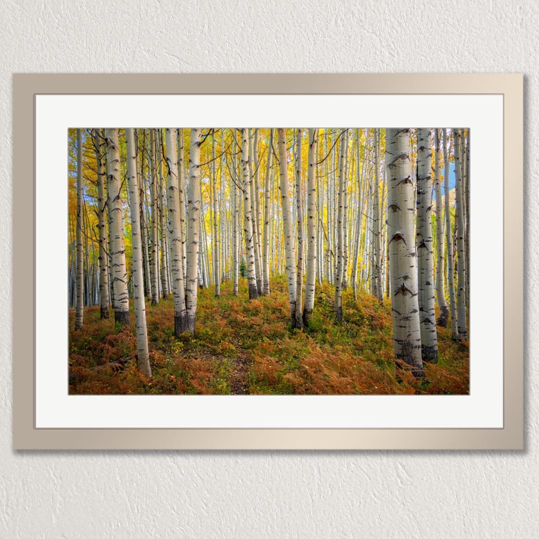 Autumn Aspen Forest, Kebler Pass, Crested Butte, Colorado Photography ...