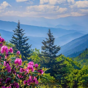 Blue Ridge Mountains and Rhododendrons From the Blue Ridge Parkway ...